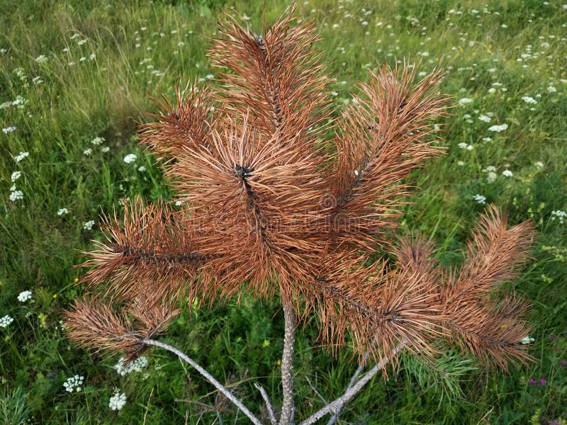 Dead pine tree stock photo. Image of grass, pine, valley - 168466808