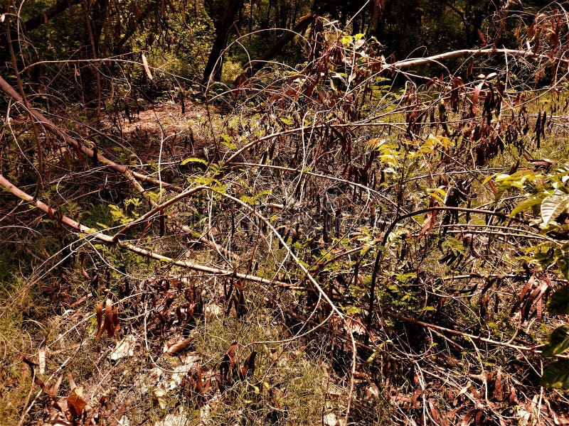 Dead and Dried River Tamarind Tree Also Known As Leucaena Leucocephala ...
