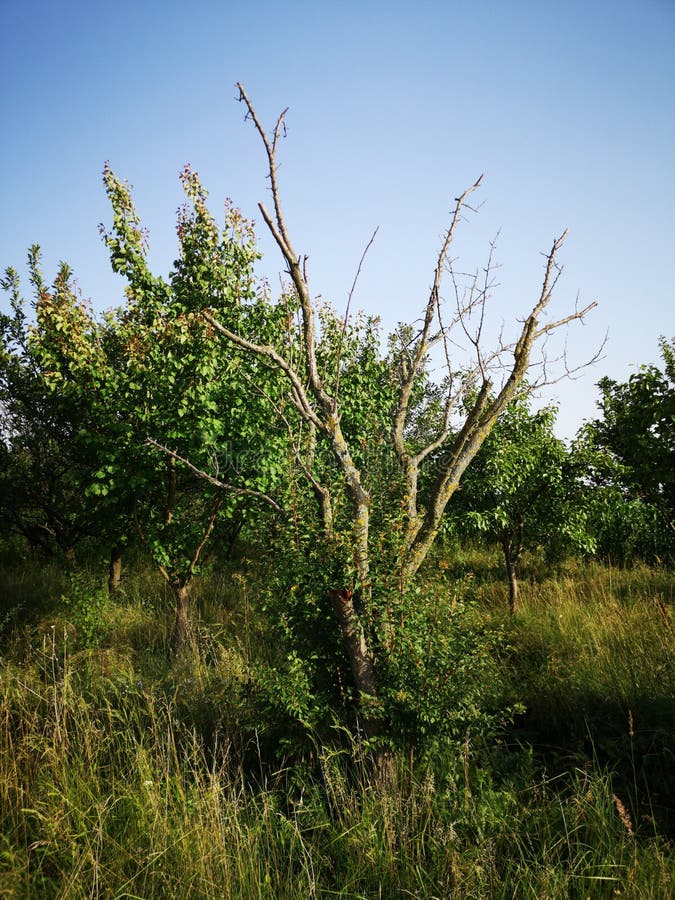 Dead dried tree stock image. Image of alone, ecology - 118892857