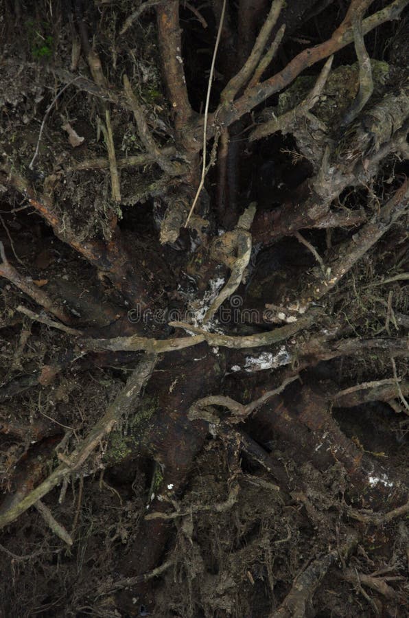 Dead and Dried Tree Roots-background. Stock Photo - Image of soil ...