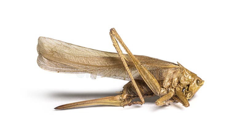 280 Dead Cricket Stock Photos - Free & Royalty-Free Stock Photos from ...