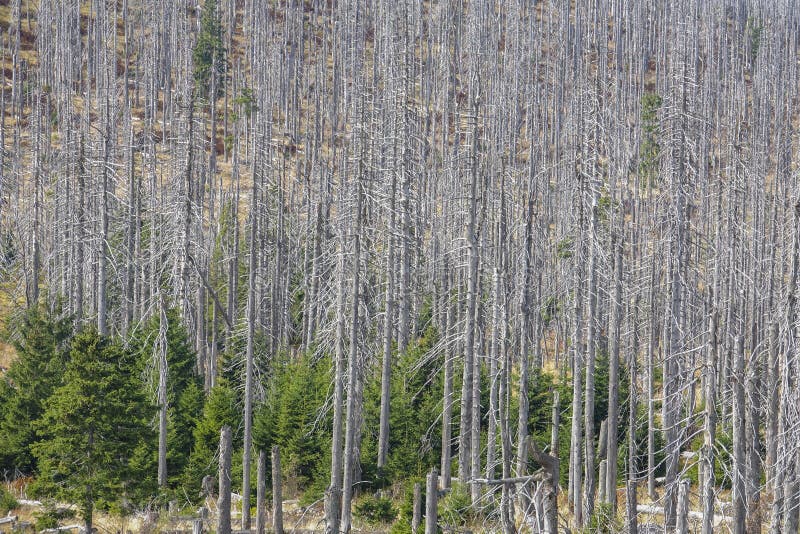 Dead dry forest stock photo. Image of natural, pollution - 78144414
