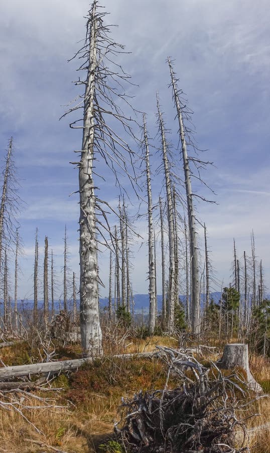 Dead dry forest stock image. Image of calamity, forest - 78144575