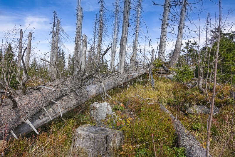 Dead dry forest stock photo. Image of plesne, dead, park - 78144600