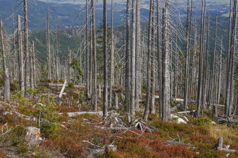Dead dry forest stock photo. Image of forest, destroying - 78144668