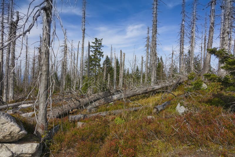 Dead dry forest stock image. Image of beetle, eroded - 78144623