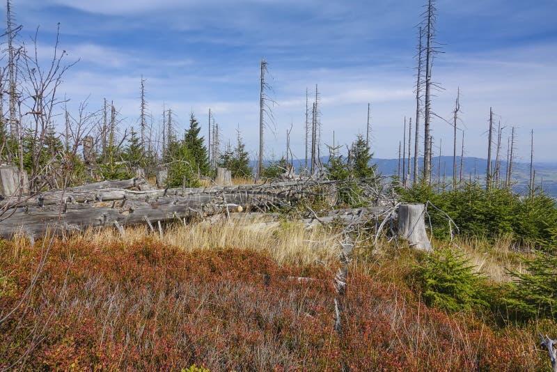 Dead dry forest stock photo. Image of eroded, natural - 78144624