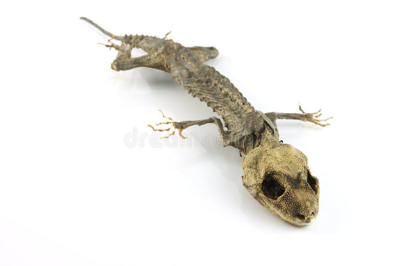 138 Dead Gecko Photos - Free & Royalty-Free Stock Photos from Dreamstime