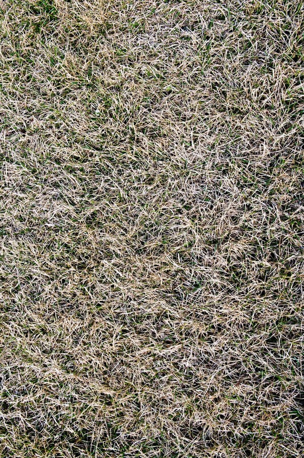11,812 Dead Grass Texture Stock Photos - Free & Royalty-Free Stock ...