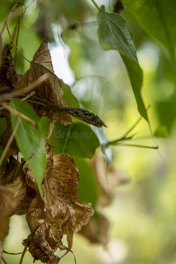 Dead Dry Green Asian Vine Snake on Green Leaf, Stock Photo - Image of ...