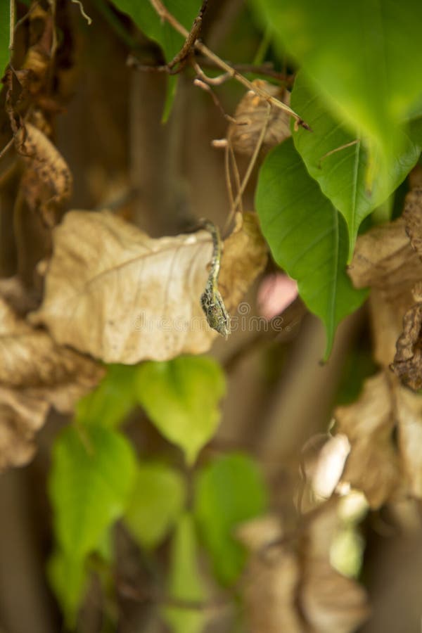 Dead Dry Green Asian Vine Snake on Green Leaf, Stock Photo - Image of ...
