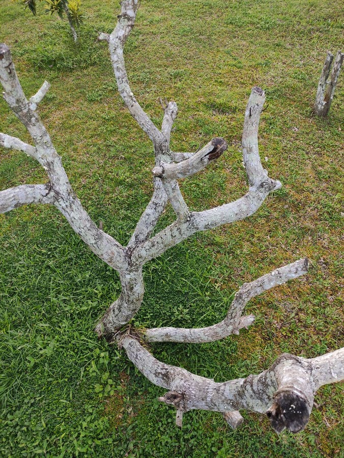 137 Dead Mango Tree Stock Photos - Free & Royalty-Free Stock Photos ...