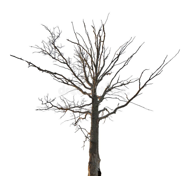 Dead Dry Oak Isolated on White Stock Photo - Image of drought, tree ...