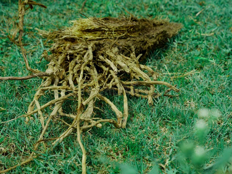 Dead Dry Plant Roots Lying on Green Grass Stock Photo - Image of park ...