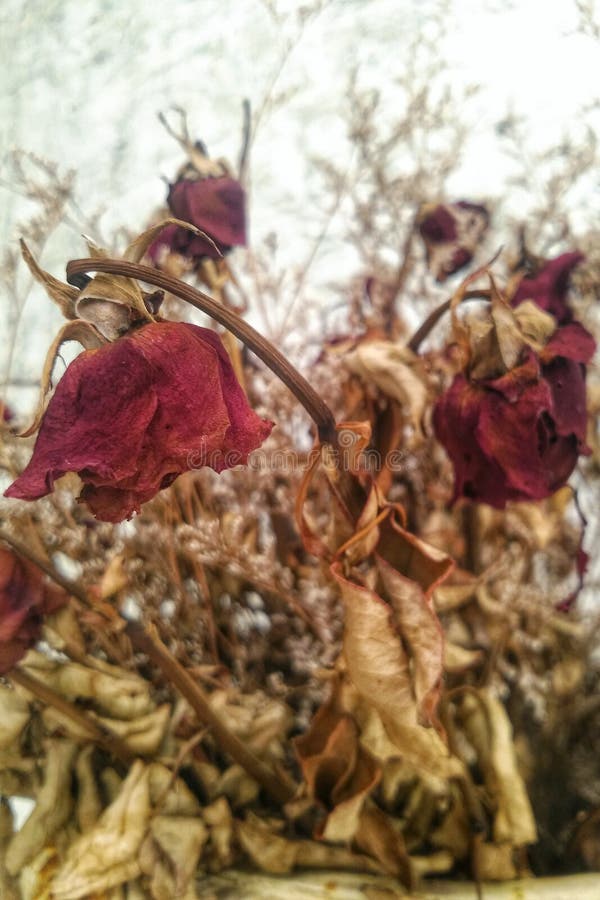 Dead and Dry rose Flowers stock photo. Image of rotten - 44250126