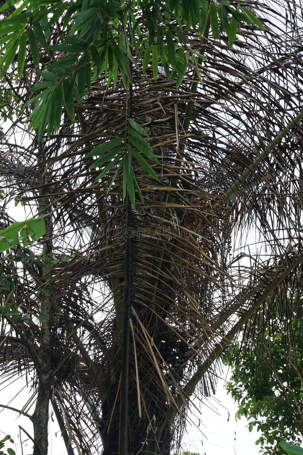 Dead and Dry Sugar Palm Tree Stock Photo - Image of sugar, vegetation ...