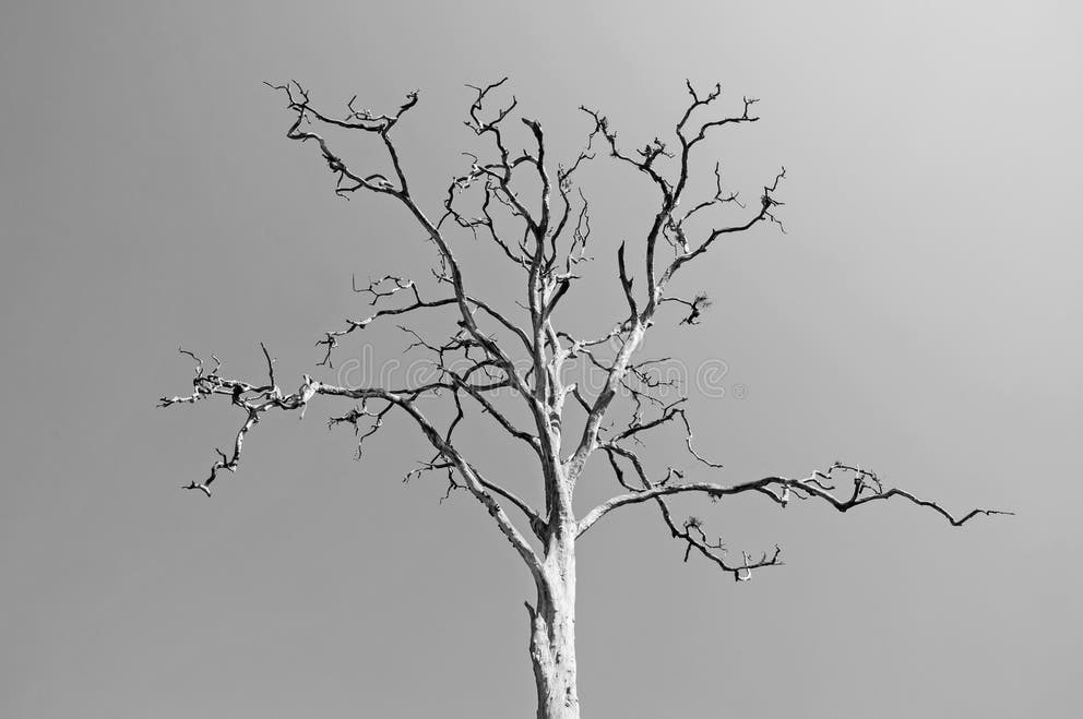Dead and dry tree stock image. Image of season, plant - 37280329