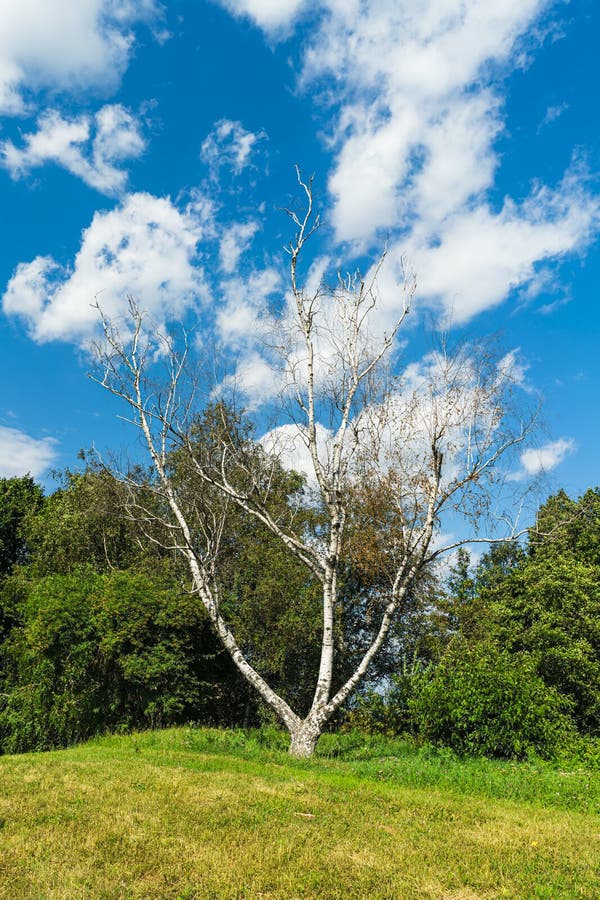 Dead Dry Tree Birch on Green Meadow in Park Stock Image - Image of ...