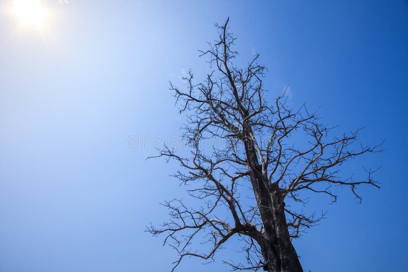 Dead and dry tree stock image. Image of dying, allegory - 41075589