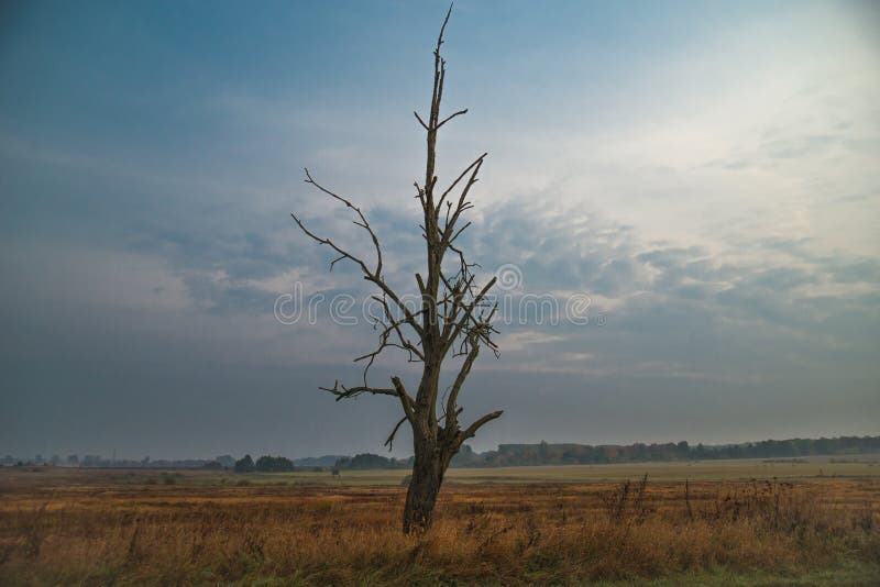 Dead and Dry Tree in a Field Stock Photo - Image of background, natural ...