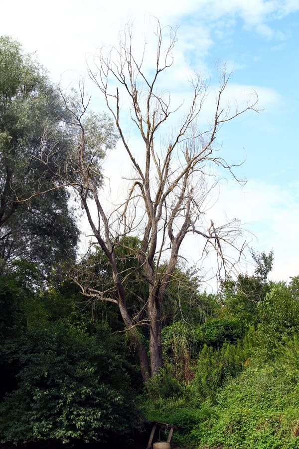 Dead Dry Tree on a Forest Background. Landscape of Tree Branches ...