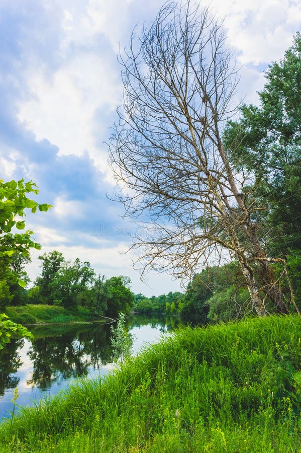 A Dead, Dry Tree by the River at Sunset. Stock Image - Image of clouds ...