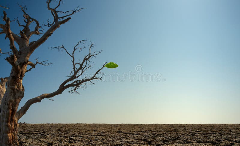 Dead Dry Tree in Severe Drought Desert Stock Photo - Image of ...