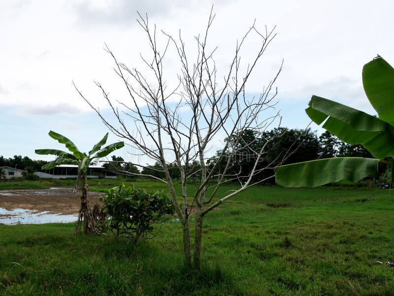 Dead Dry Tree Stand in the Garden Stock Image - Image of life, garden ...