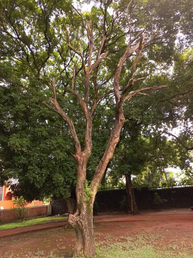 Dead and dry tree trunks stock image. Image of woodland - 269553637