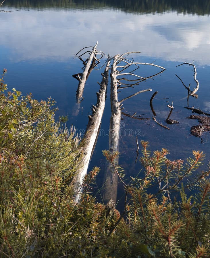Dead dry tree trunks stock photo. Image of summer, landscape - 199683778