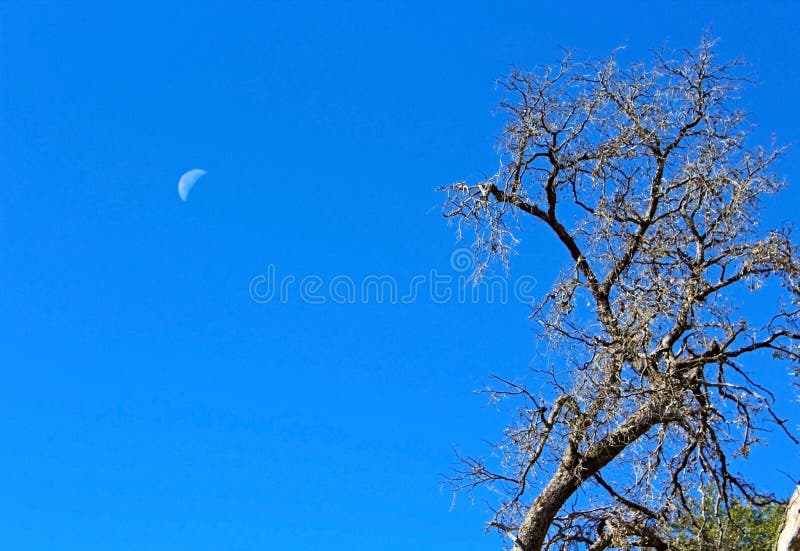 A dead tree and the moon stock photo. Image of moon - 104510486
