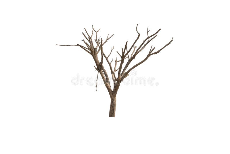 Dead and Dry Tree on White Background Stock Photo - Image of ...