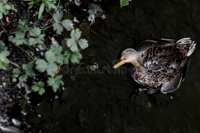 Dead duck in the pond stock image. Image of environmental - 257238439