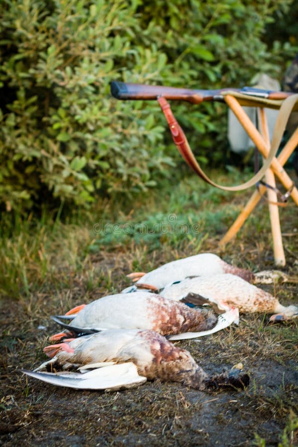 Dead Ducks and Hunting Weapons. Stock Image - Image of bird, trophy ...