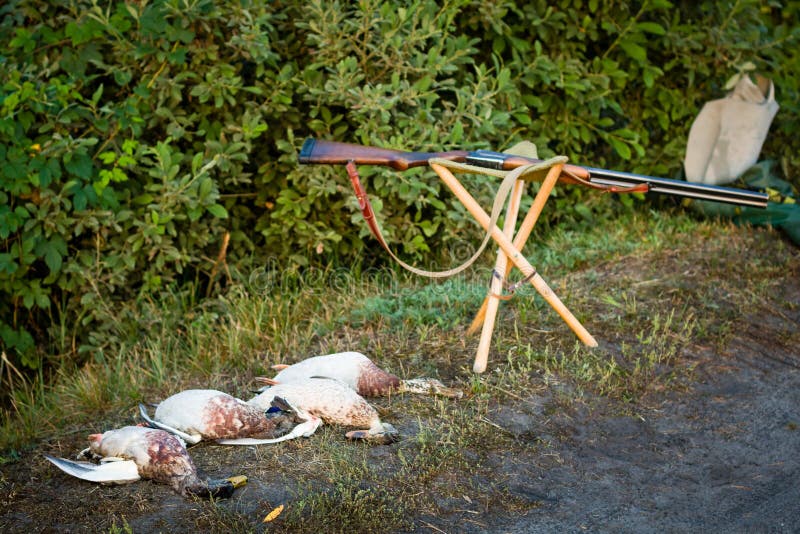 Dead Ducks and Hunting Weapons. Stock Image - Image of life, sealand ...