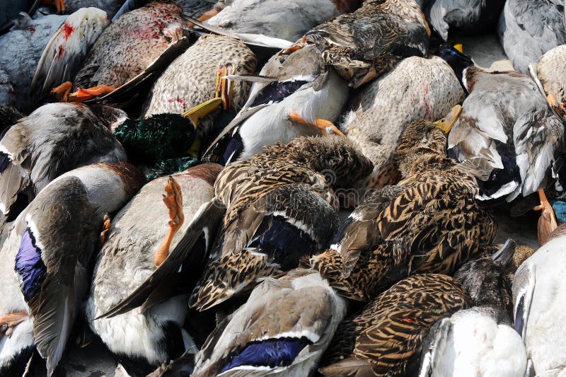Dead ducks stock photo. Image of duck, anas, death, wildlife - 59971306