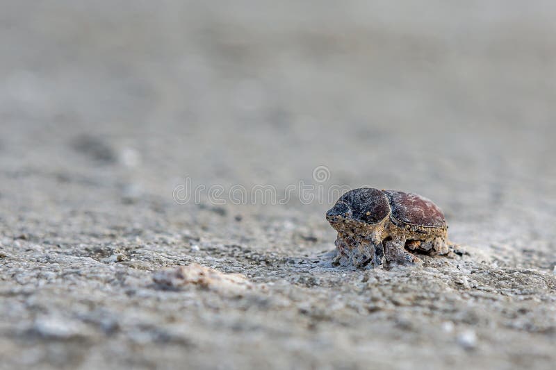 A Dead Dung Beetle Lies on the Surface of the Salt Marsh Stock Image ...