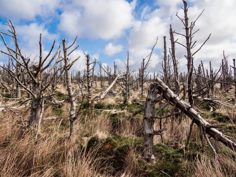 Dead and dying forest stock image. Image of ecological - 214550409