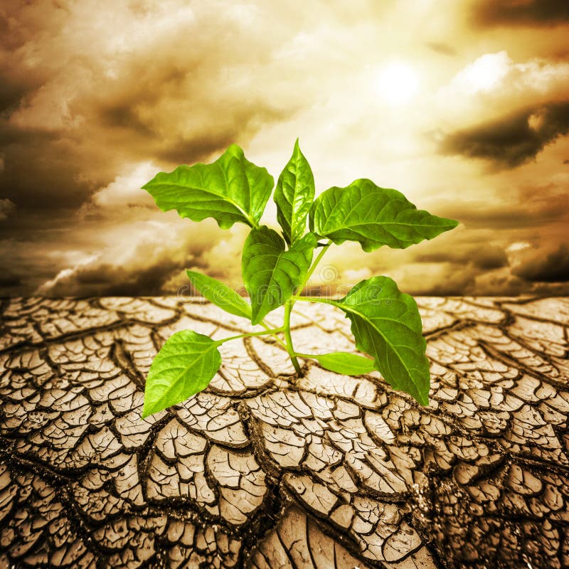 Dead earth stock photo. Image of plant, clouds, leaf - 29474384