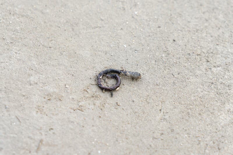 A Dead Earthworm on the Concrete Floor Stock Photo - Image of floor ...