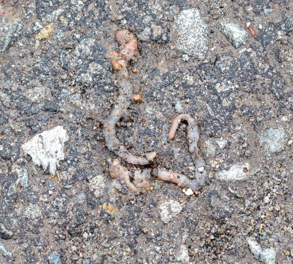 Dead Earthworm on the Pavement. Stock Photo - Image of carcass, animal ...