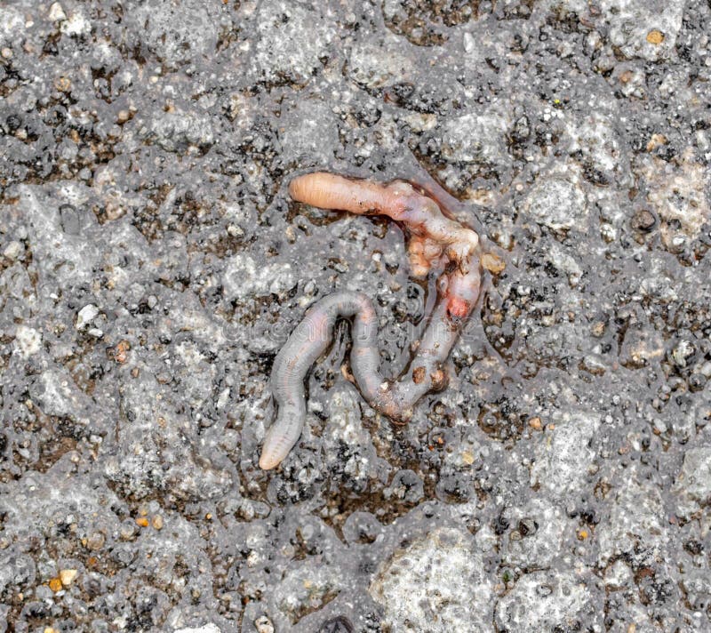 Dead Earthworm on the Pavement. Stock Image - Image of environment ...