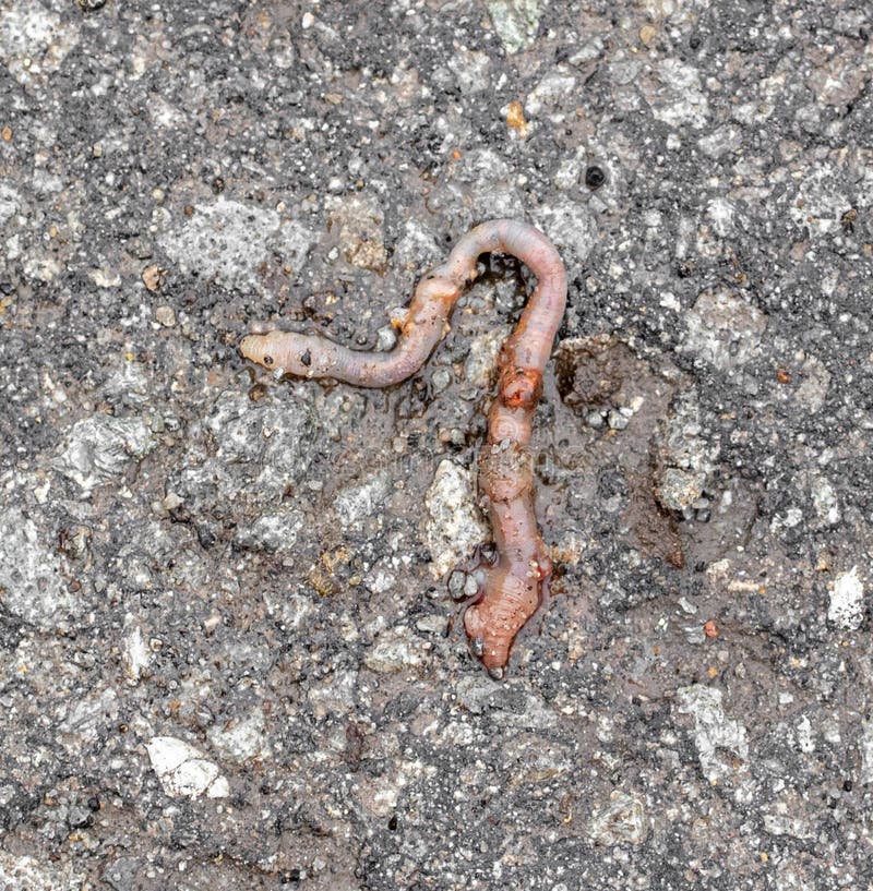 Dead Earthworm on the Pavement. Stock Image - Image of spring, worm ...