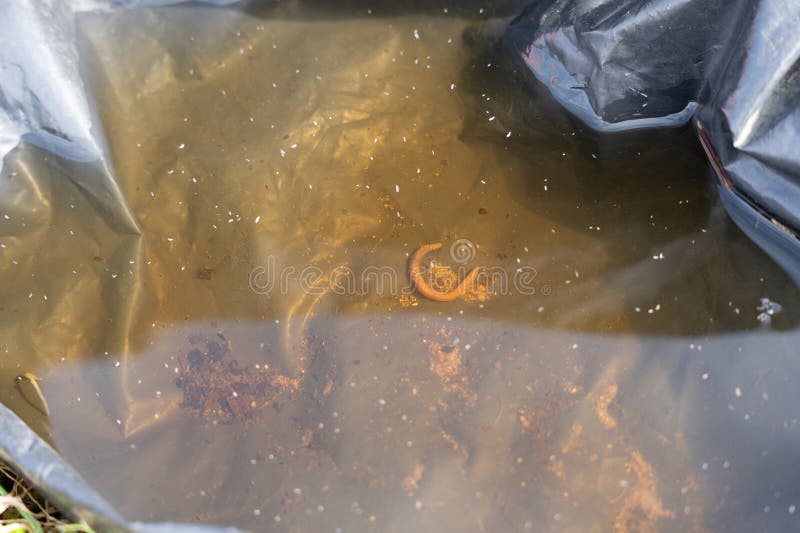 Dead Earthworm Underwater in Garden Plastic Sheet Stock Image - Image ...