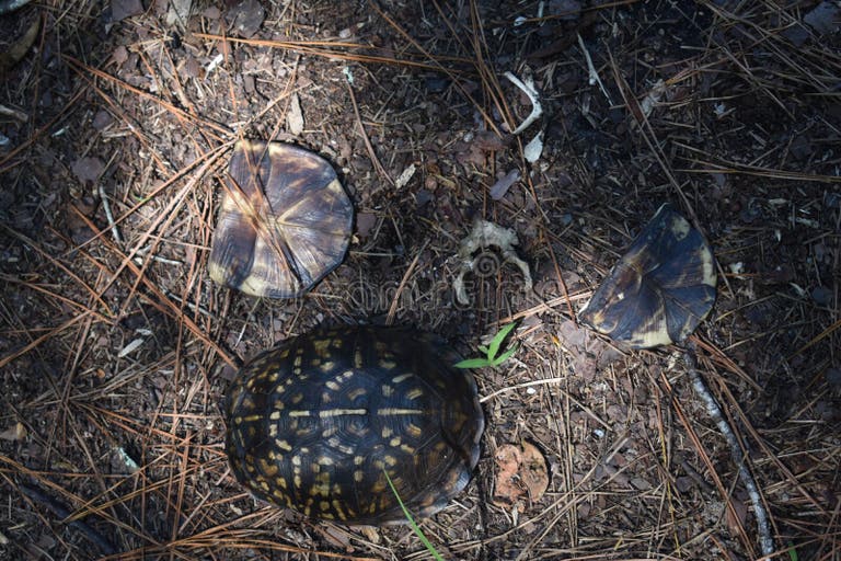Dead Eastern Box Turtle Remains Stock Image - Image of structure, bone ...
