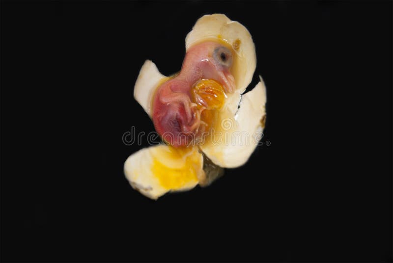 The Dead Embryo of a Pigeon`s Bird. Stock Photo - Image of unborn ...