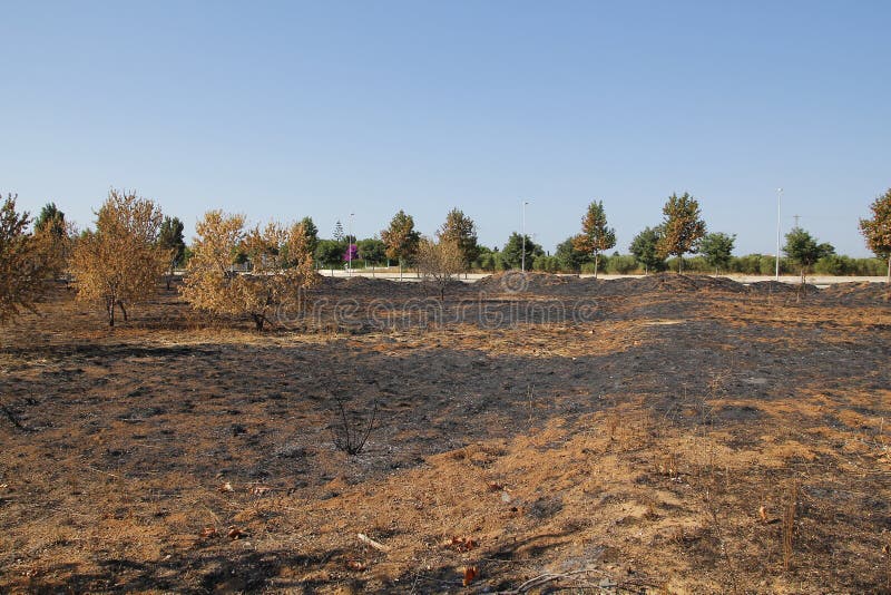 Dead Environment after Fire Stock Photo - Image of pyromania, black ...