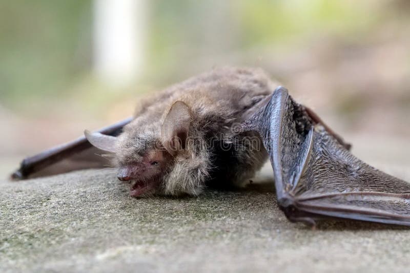 Dead Evening Bat in the Forest Stock Photo - Image of accident, lies ...