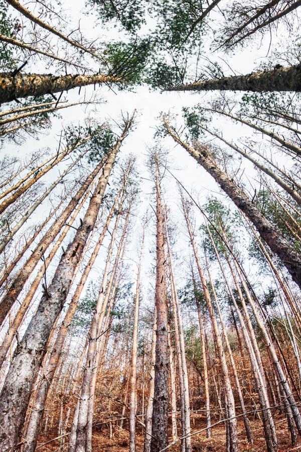 Dead Evergreen Forest stock image. Image of dead, landscapes - 49950409