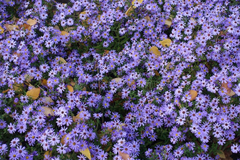 Dead Fallen Leaves and Bright Violet Flowers of Michaelmas Daisies ...